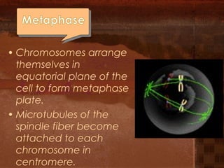 Cell cycle and mitosis | PPT