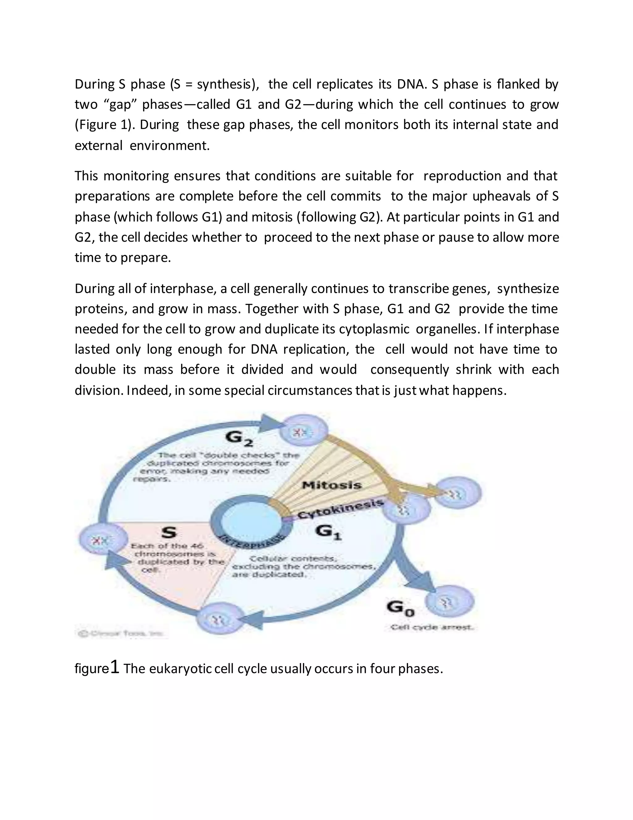 Cell cycle and mitosis | DOCX