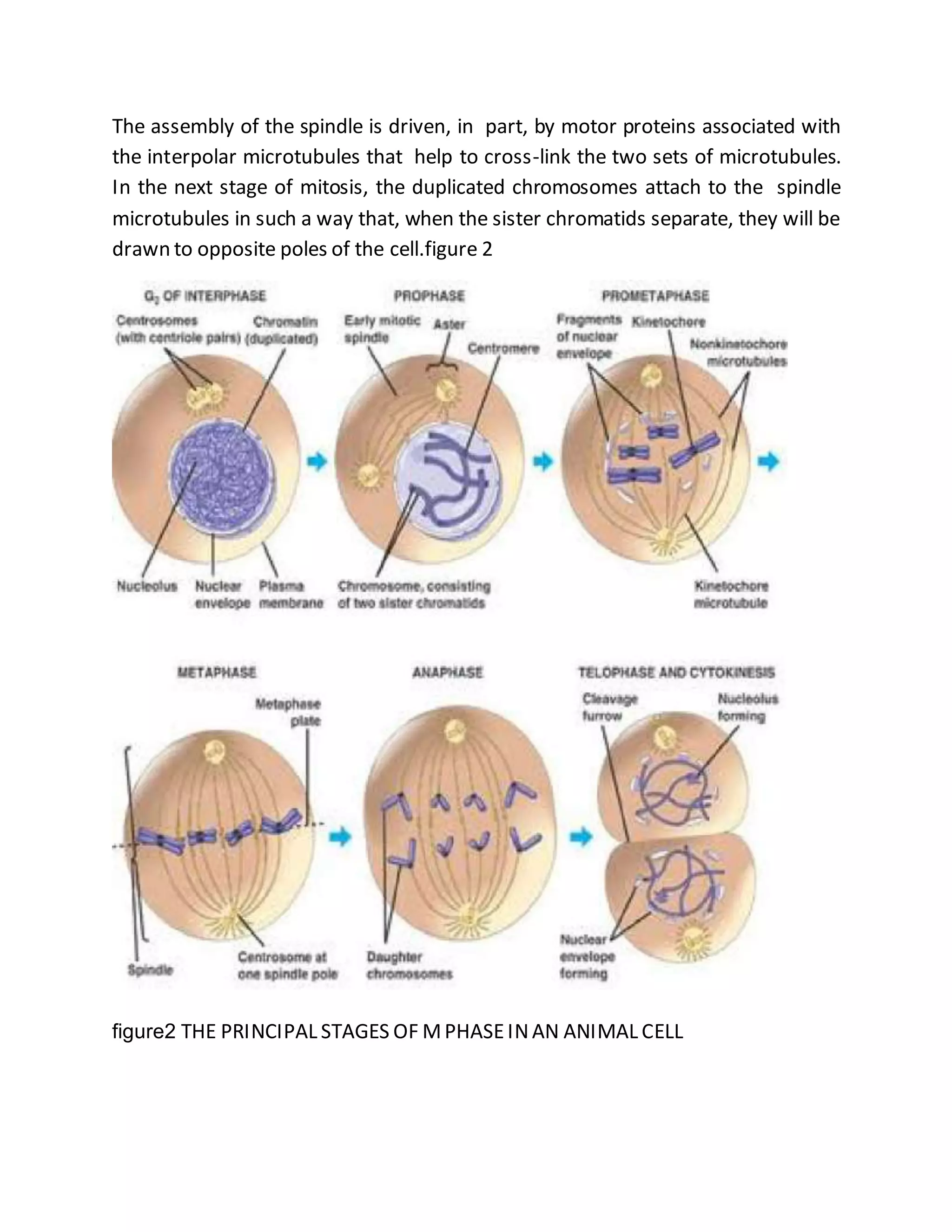Cell cycle and mitosis | DOCX