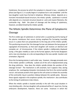 Cell cycle and mitosis | DOCX