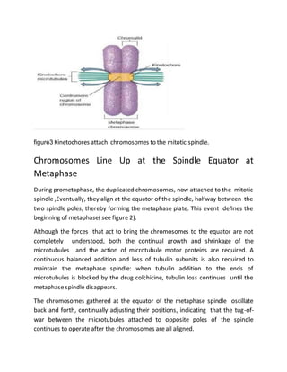 Cell cycle and mitosis | DOCX