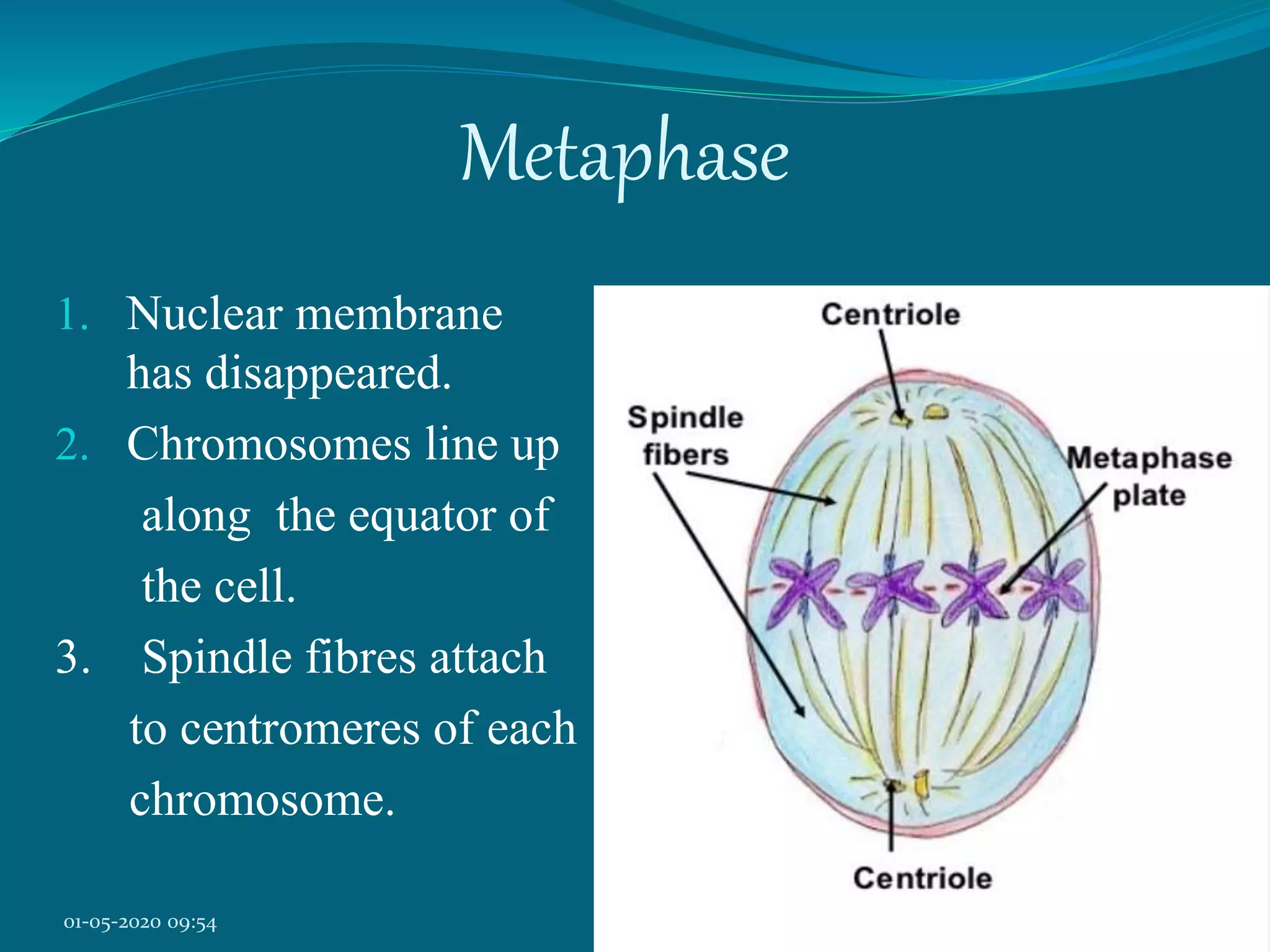 Cell cycle and mitosis | PPTX