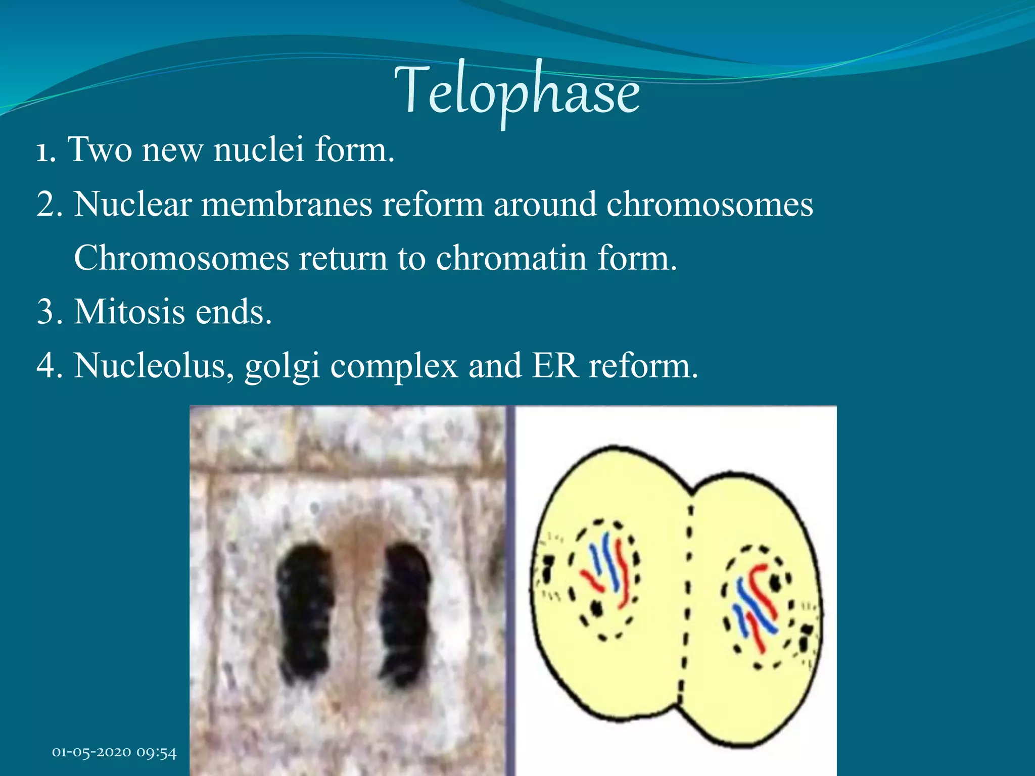 Cell cycle and mitosis | PPTX