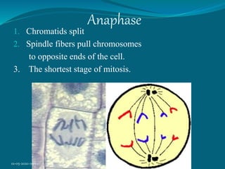 Cell cycle and mitosis | PPTX