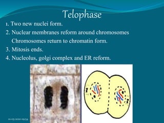 Cell cycle and mitosis | PPTX