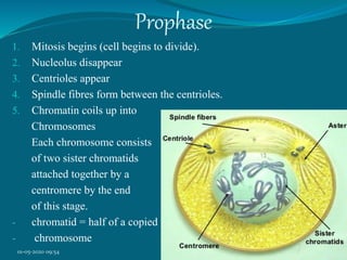 Cell cycle and mitosis | PPT