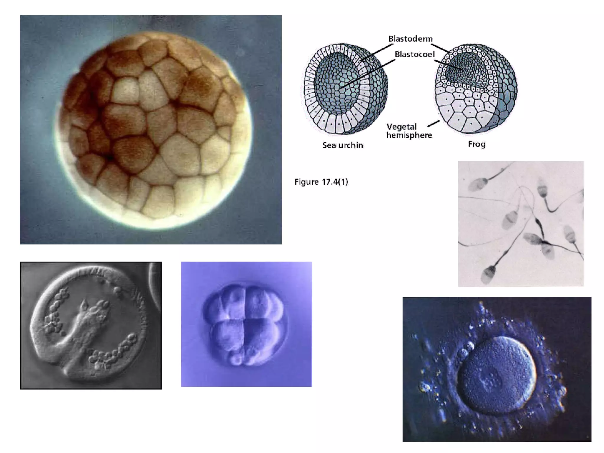 Biology - Cell Cycle And Mitosis 0910 | PPT | Free Download
