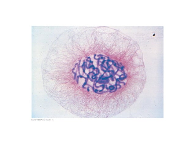 Biology - Cell Cycle And Mitosis 0910 | PPT