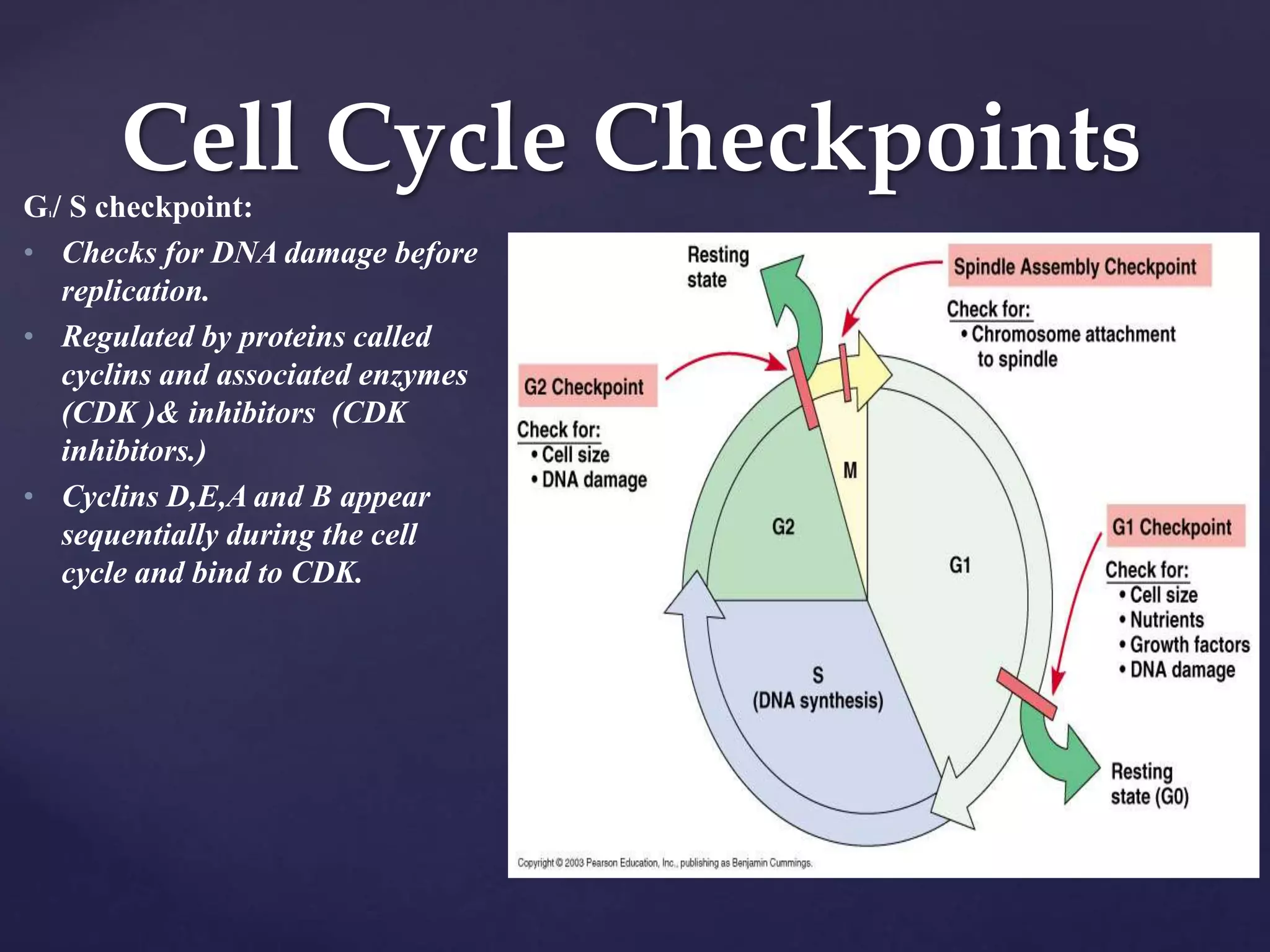 Cell cycle and molecular basis of cancer. | PPTX