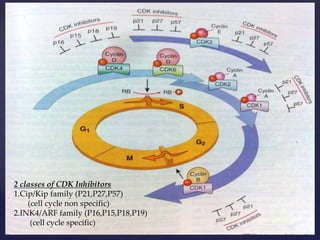Cell cycle and molecular basis of cancer. | PPTX