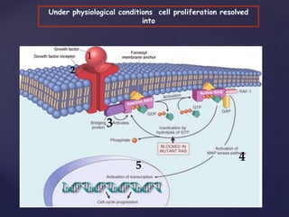 Cell cycle and molecular basis of cancer. | PPTX