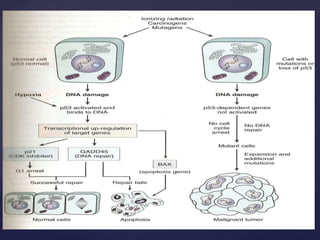 Cell cycle and molecular basis of cancer. | PPTX