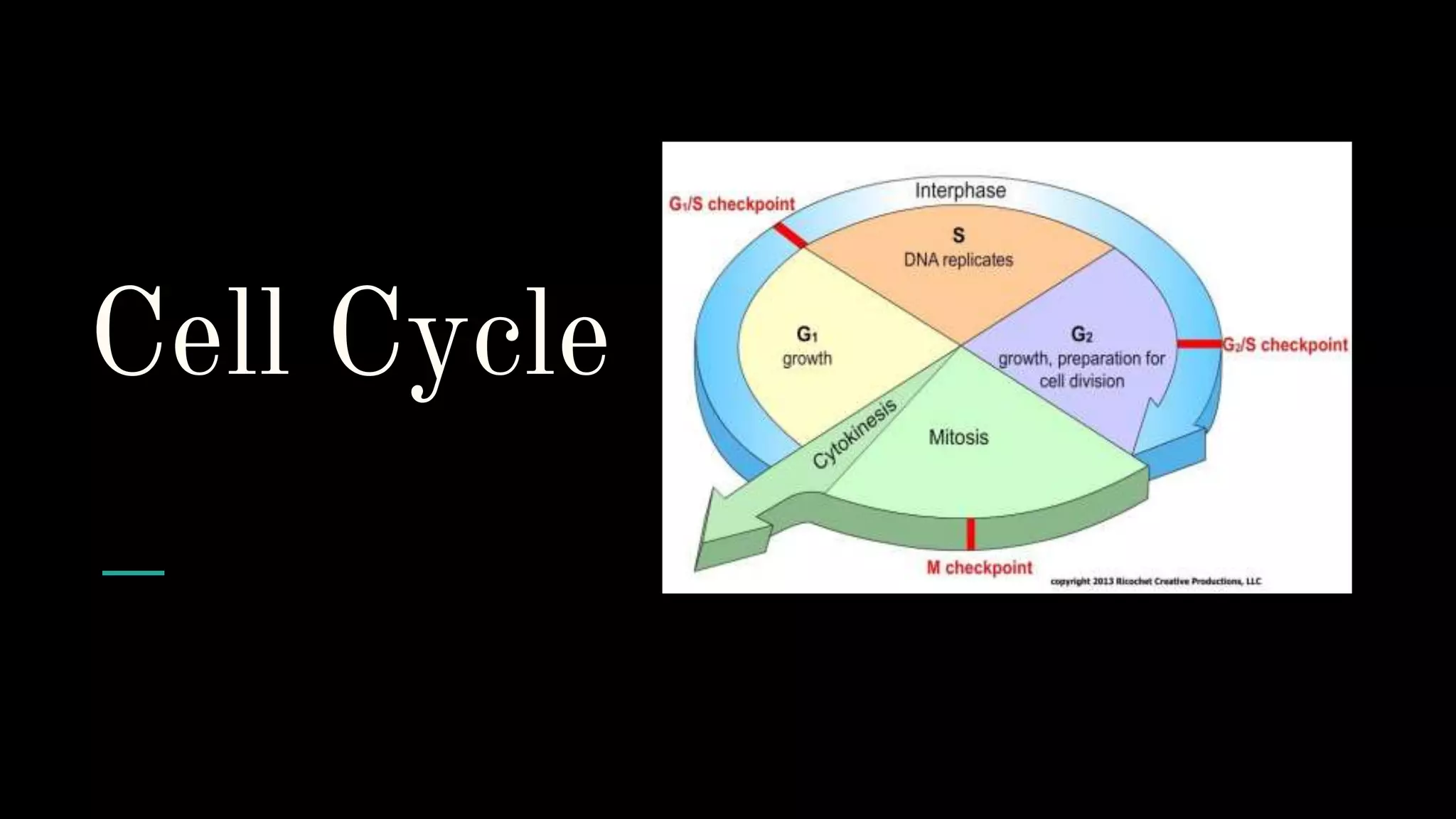 Cell cycle and regulation | PPTX