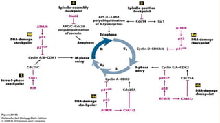 Cell cycle and regulation | PPTX