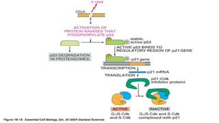 Cell cycle and regulation | PPTX