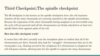 Cell cycle and regulation | PPTX | Biological Sciences | Science
