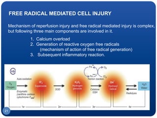 Cell cycle and regulation | PPTX