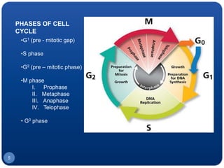 Cell cycle and regulation | PPTX