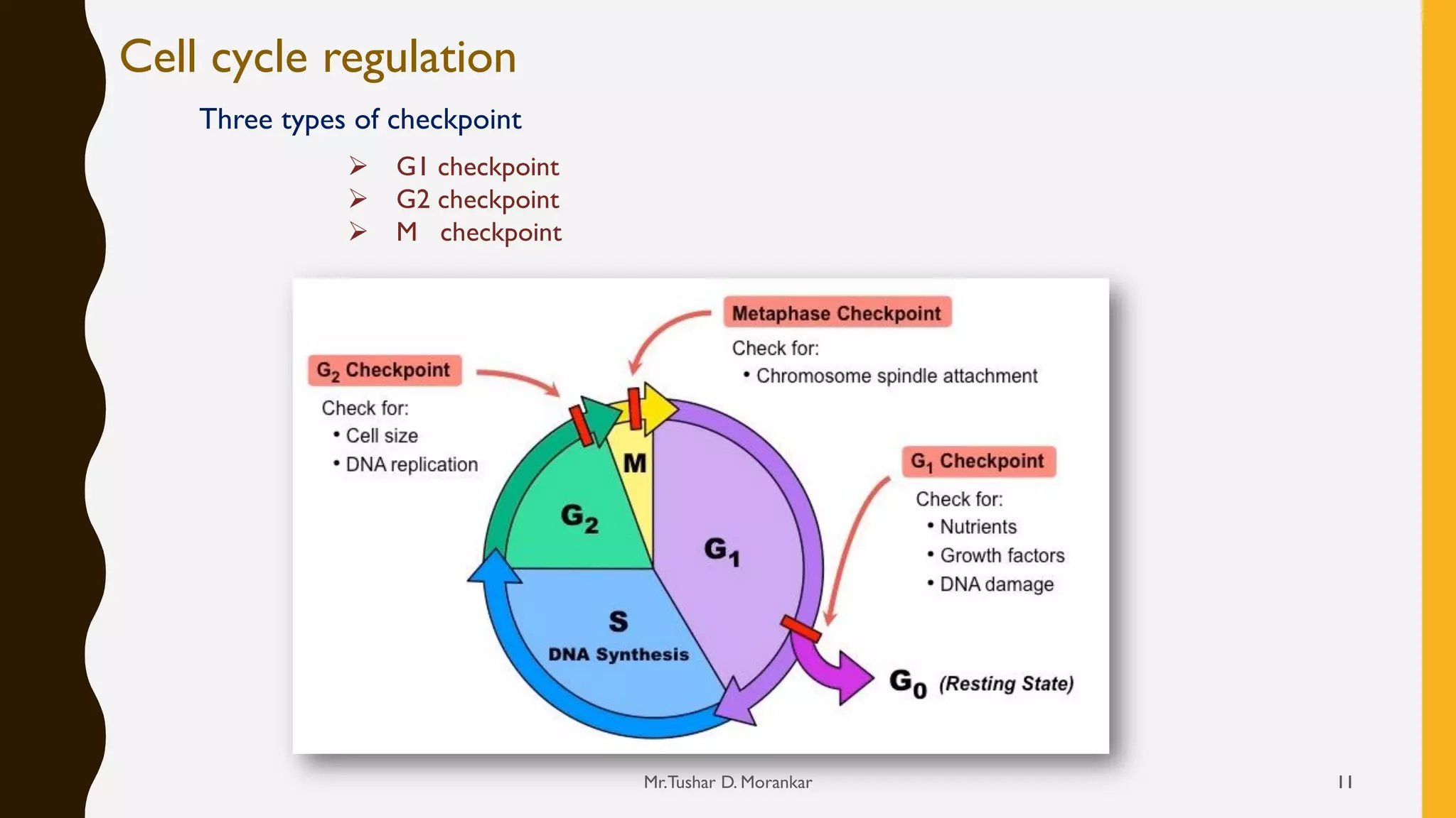 Cell Cycle And Regulation Pdf