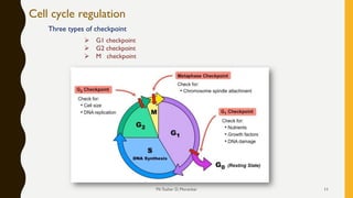 Cell cycle and regulation | PDF
