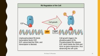Cell cycle and regulation | PDF