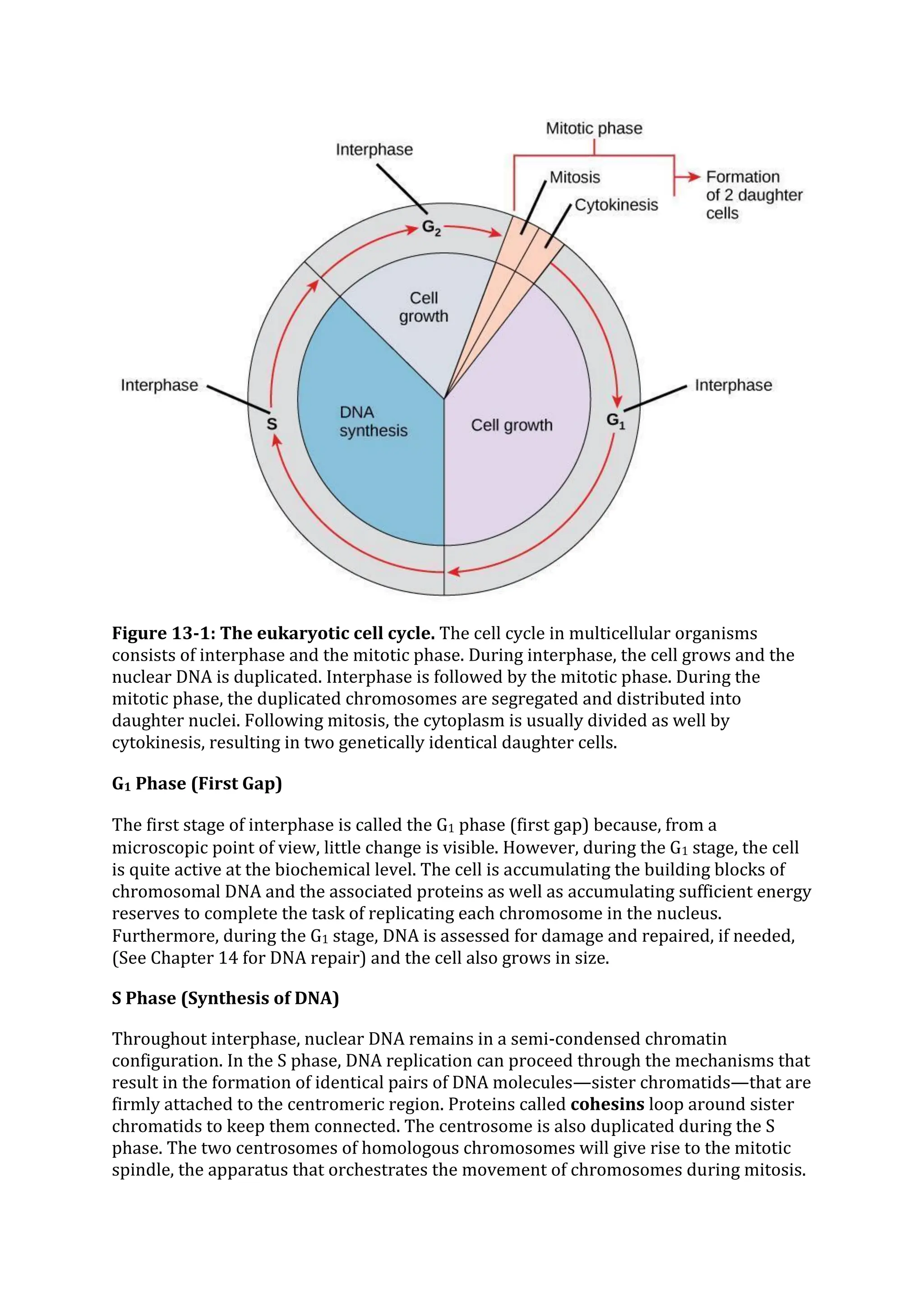cell cycle and regulation introduction, phases, importants | PDF