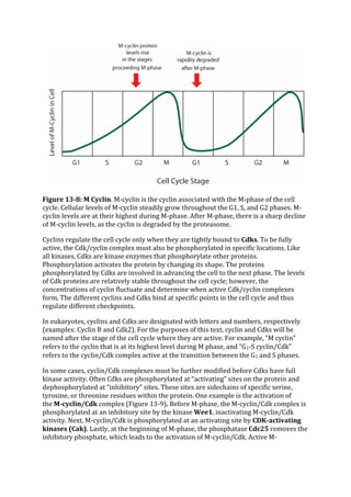 cell cycle and regulation introduction, phases, importants | PDF