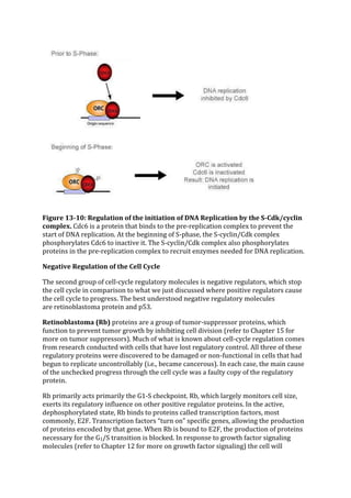 cell cycle and regulation introduction, phases, importants | PDF