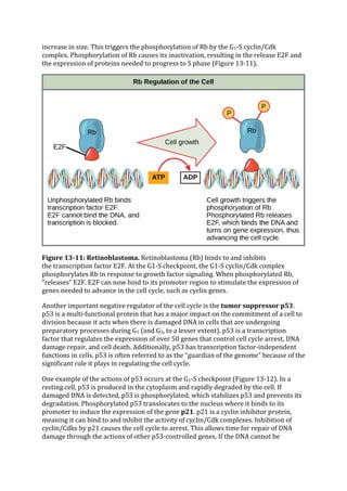 cell cycle and regulation introduction, phases, importants | PDF