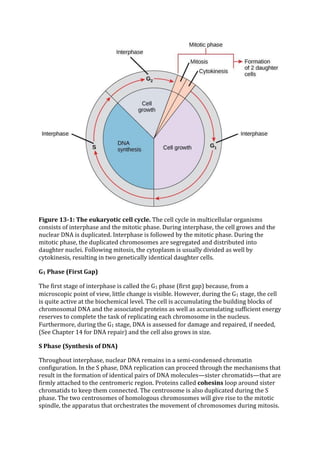 cell cycle and regulation introduction, phases, importants | PDF