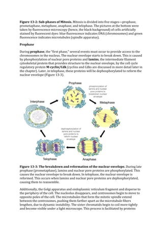 cell cycle and regulation introduction, phases, importants | PDF