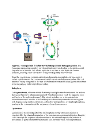 cell cycle and regulation introduction, phases, importants | PDF