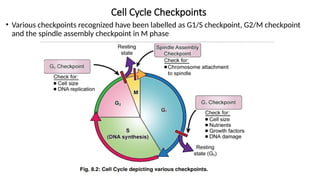 Cell cycle and regulation mitosis and meiosis and regulation | PPTX