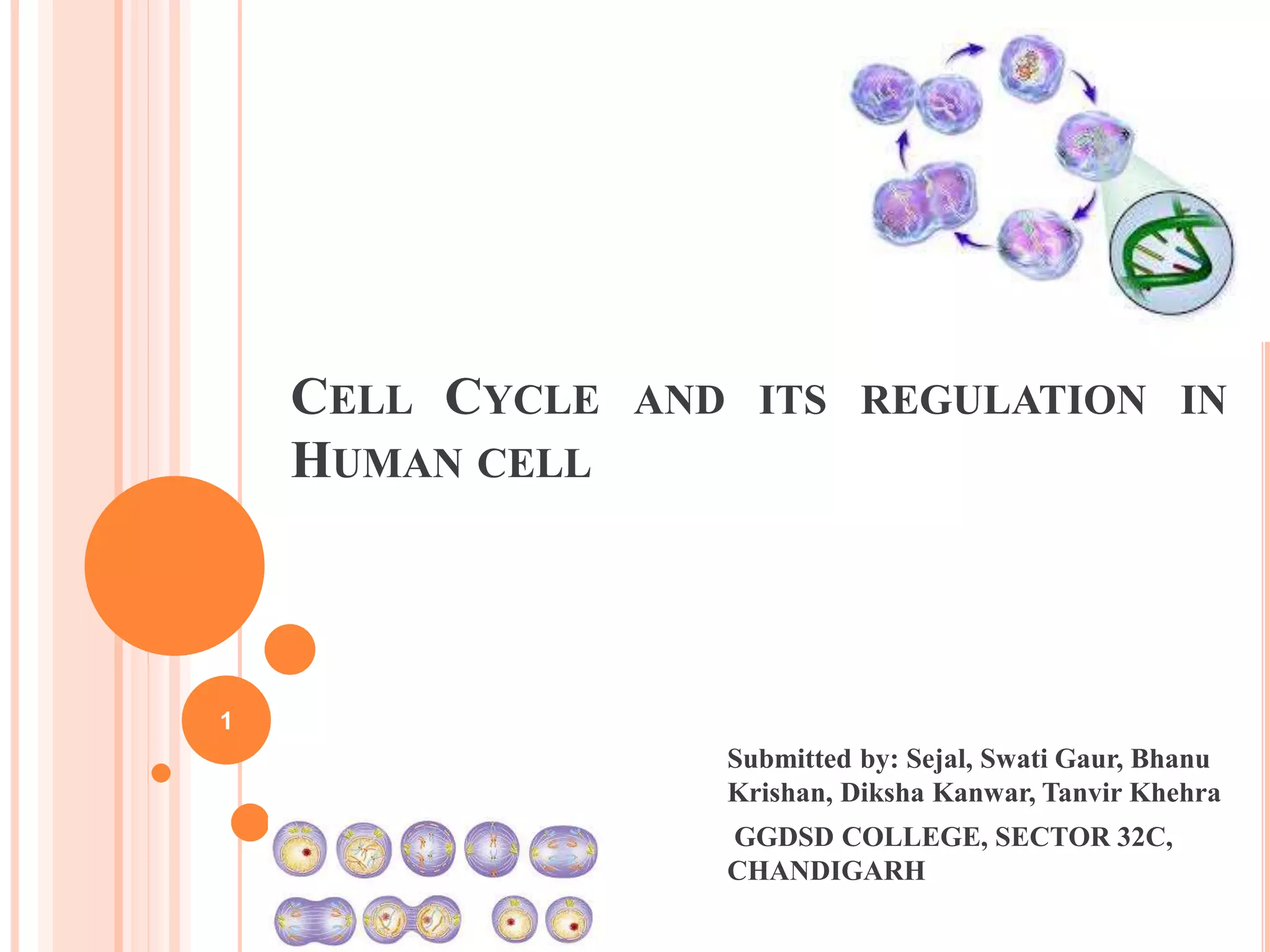 Cell cycle and regulation in eukaryotes | PPTX