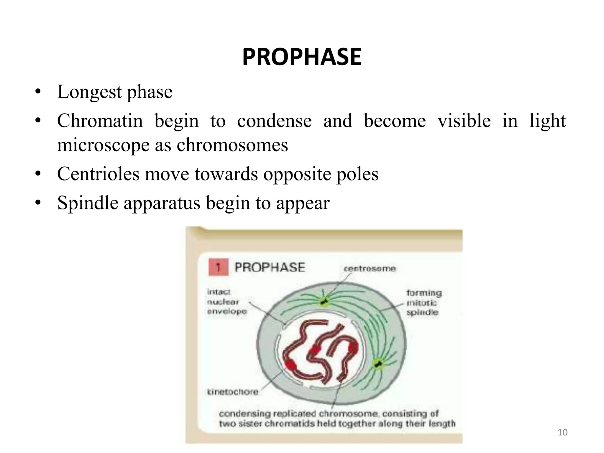 Cell cycle and regulation in eukaryotes | PPTX
