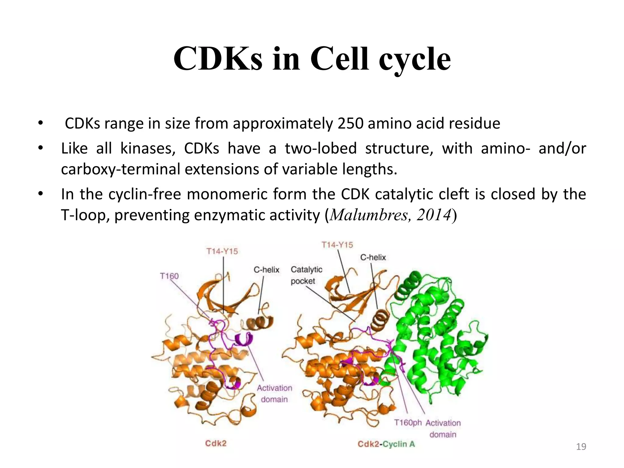 Cell cycle and regulation in eukaryotes | PPTX