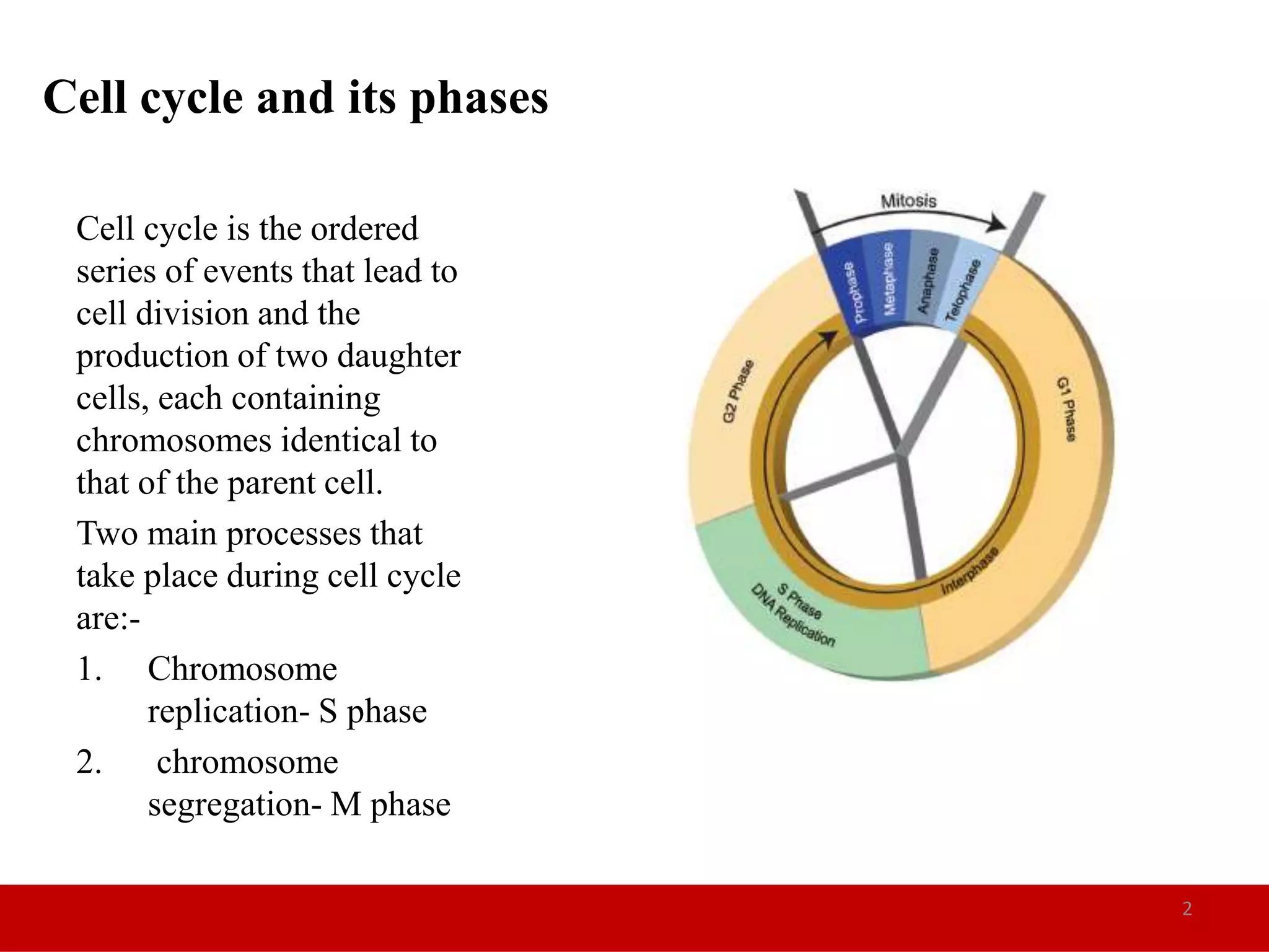 Cell cycle and regulation in eukaryotes | PPTX