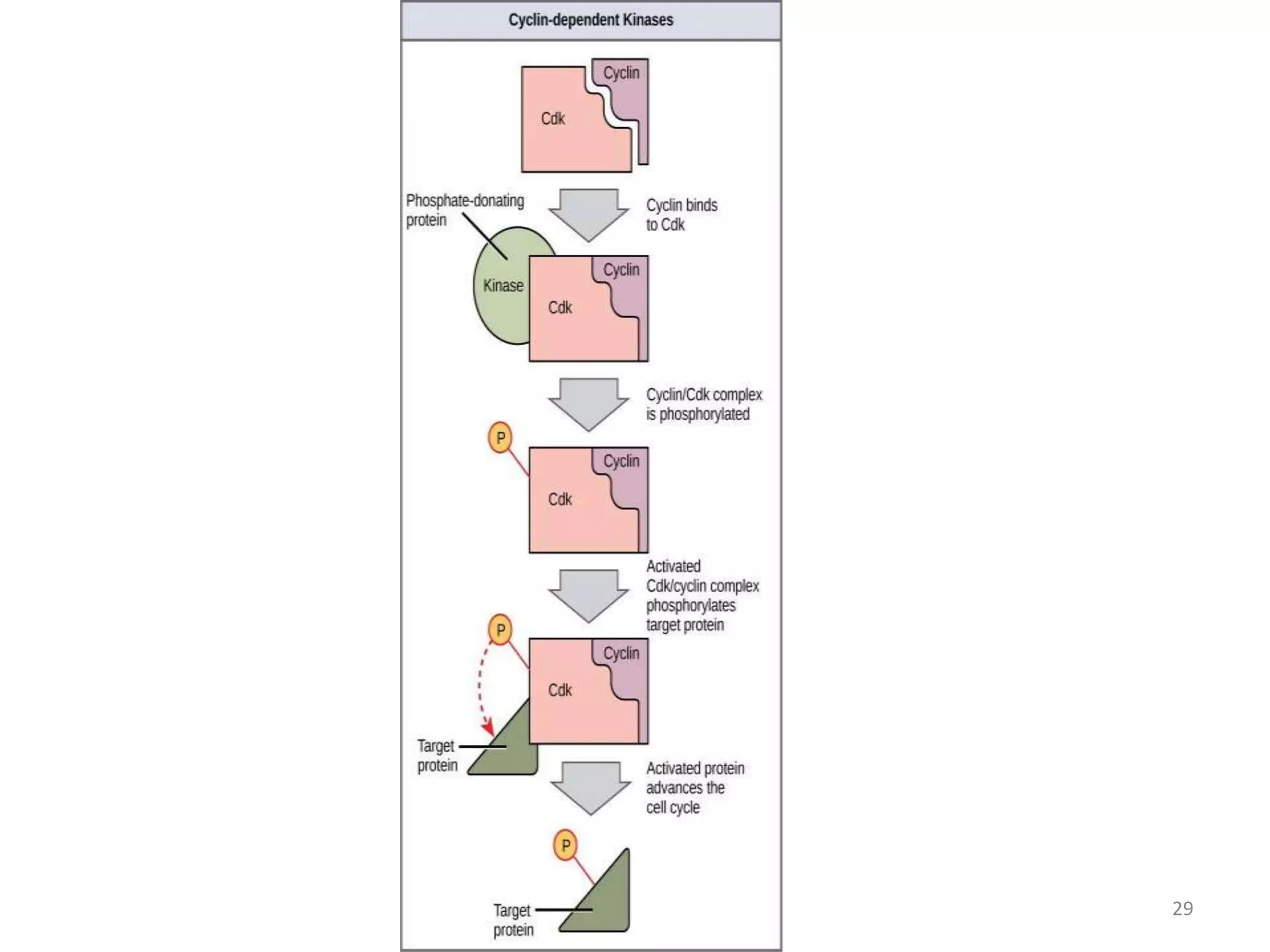 Cell cycle and regulation in eukaryotes | PPTX