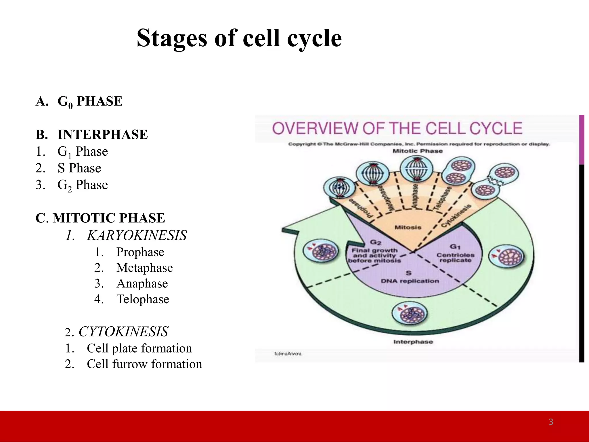 Cell cycle and regulation in eukaryotes | PPT