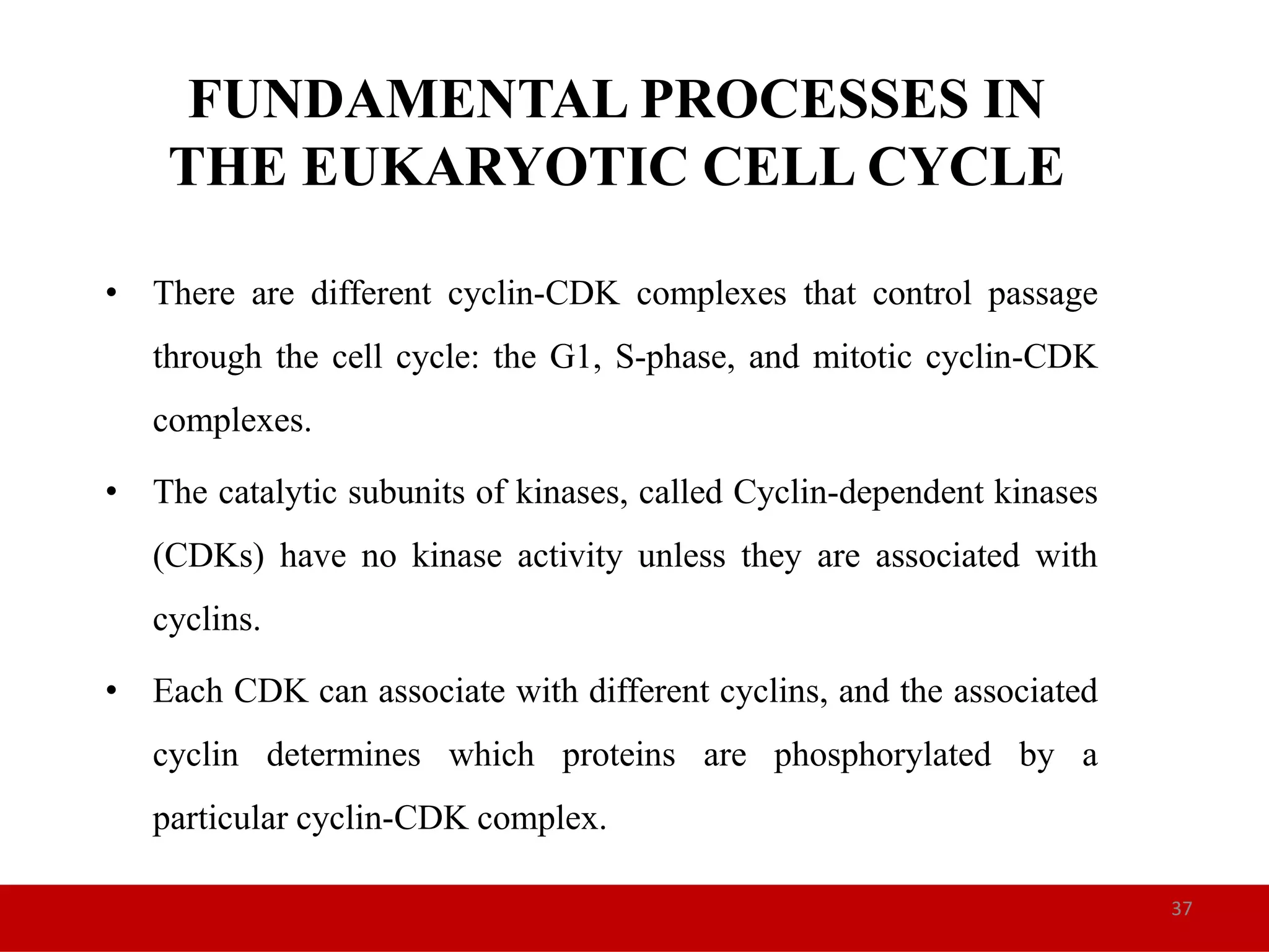 Cell cycle and regulation in eukaryotes | PPTX