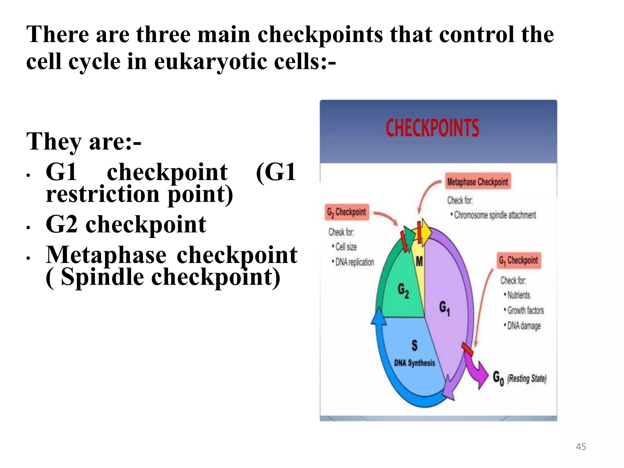 Cell cycle and regulation in eukaryotes | PPTX