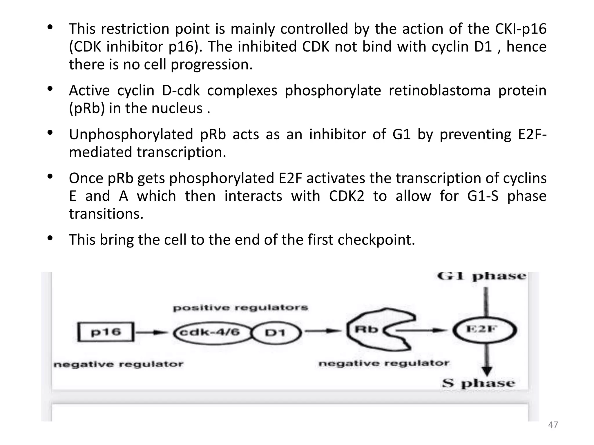 Cell cycle and regulation in eukaryotes | PPTX