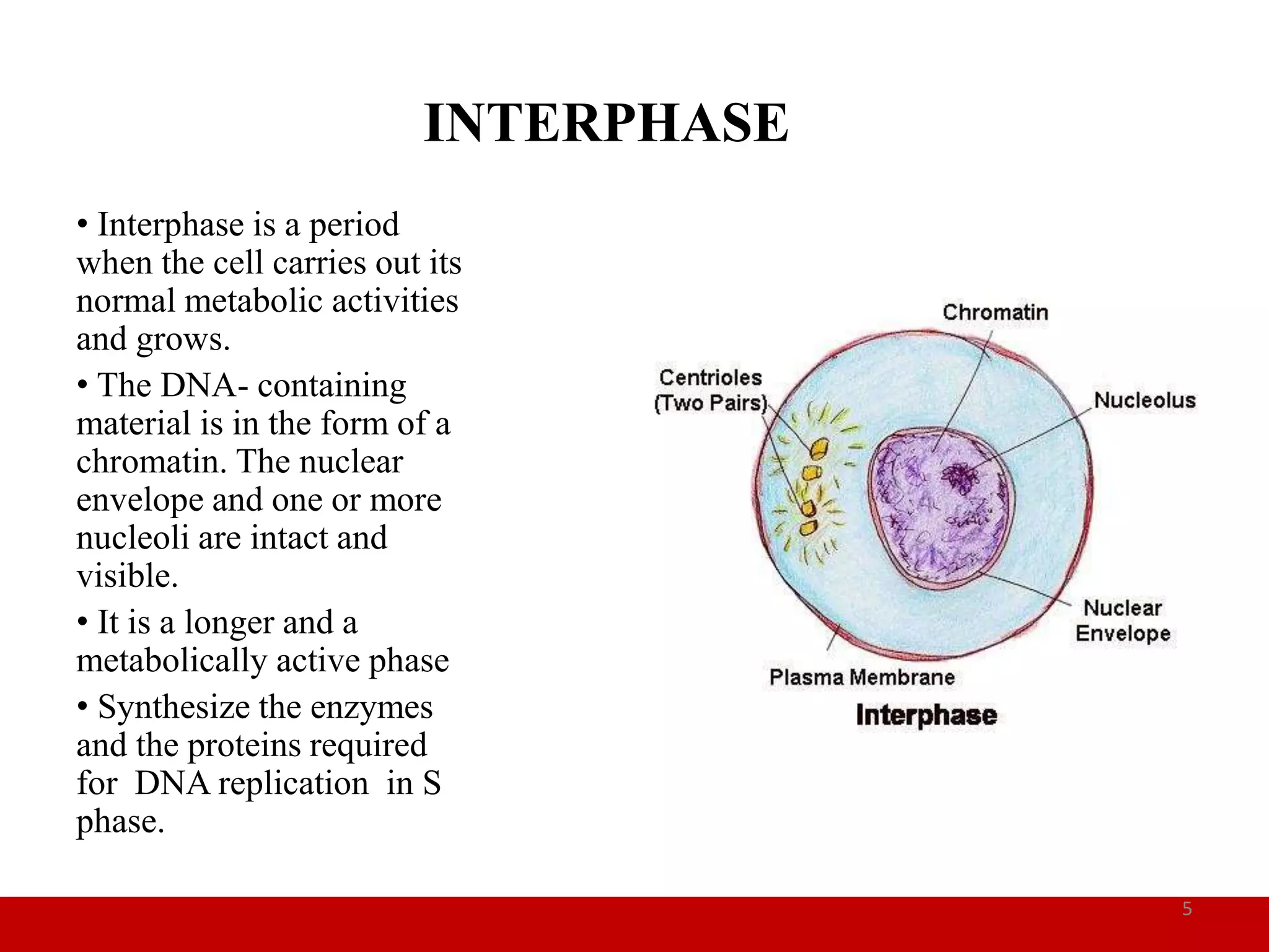 Cell cycle and regulation in eukaryotes | PPTX