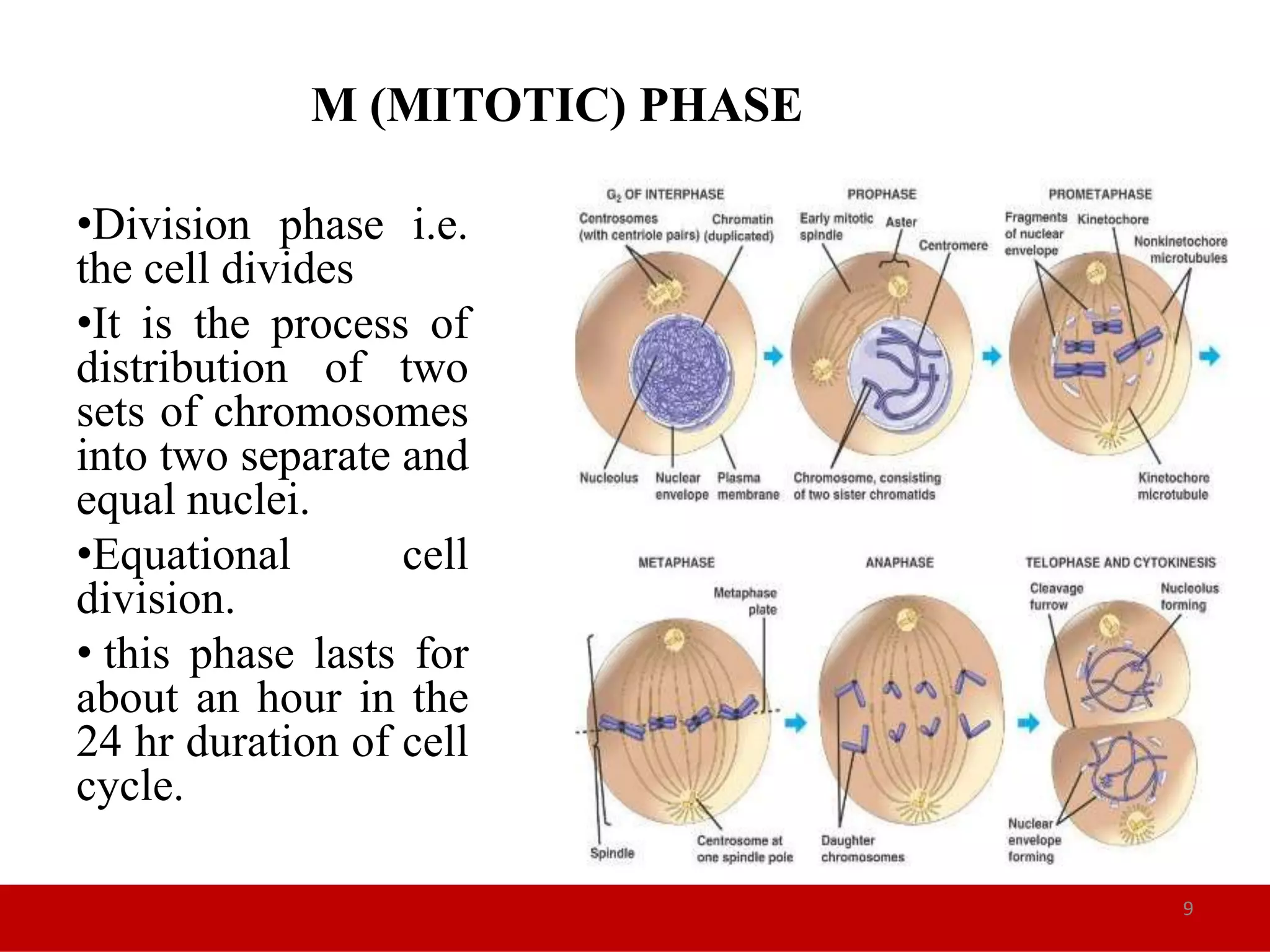Cell cycle and regulation in eukaryotes | PPTX
