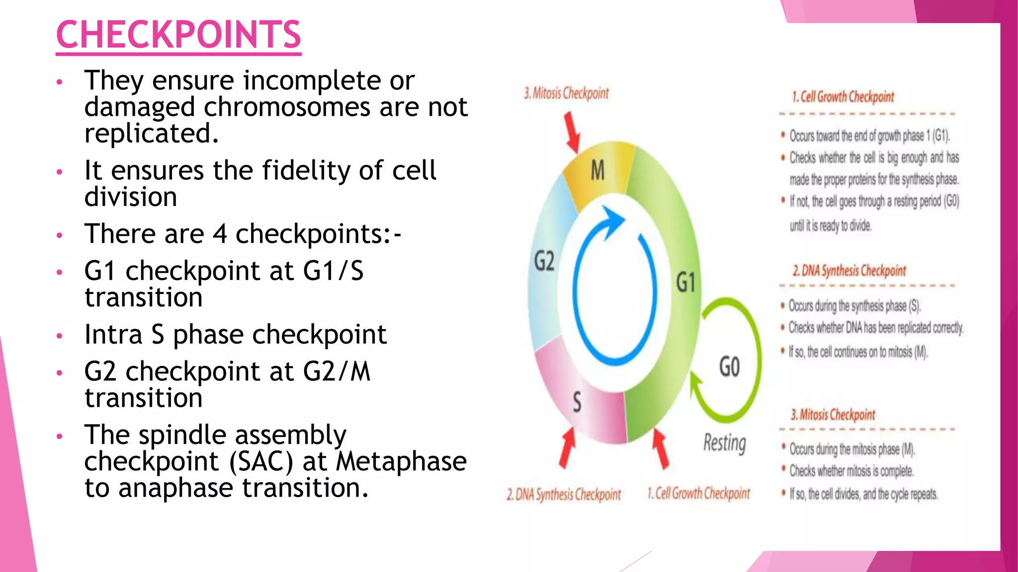 Cell cycle and regulation | PPT