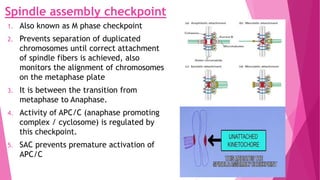Cell cycle and regulation | PPT