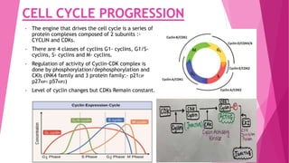 Cell cycle and regulation | PPTX