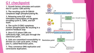 Cell cycle and regulation | PPT