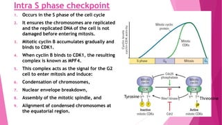 Cell cycle and regulation | PPT