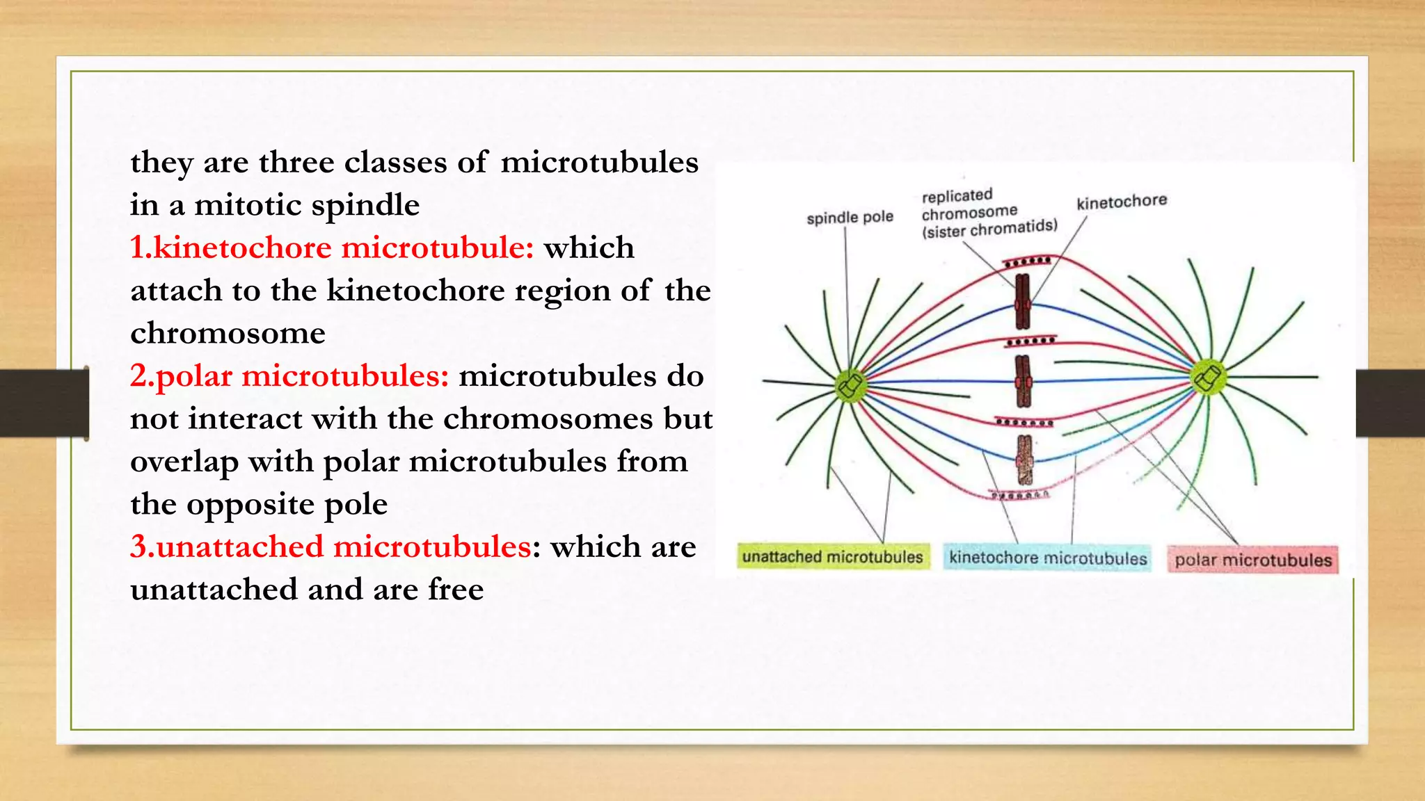 CELL CYCLE , MITOSIS ,MEIOSIS AND CELL REGULATION | PPTX